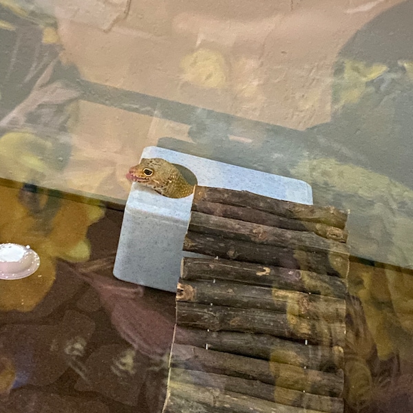 Leopard Gecko Moist Hide / Lay Box - Etsy