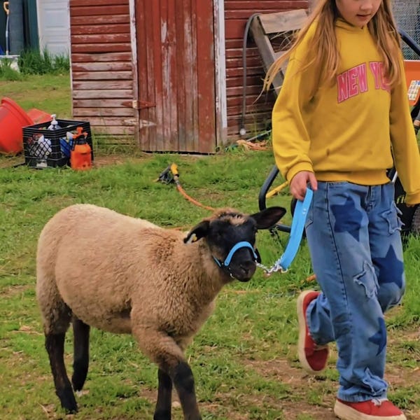 LAMB HALTER | "trio" | Stock Show | Show Lamb | - Etsy