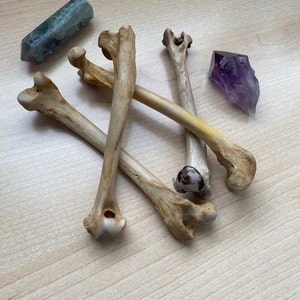 A Pair of English Wild Red Fox Bones - Etsy