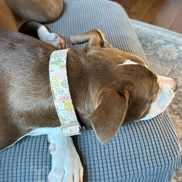 Fall Dog Collar for Boy Girl- Autumn Trees - Xsmall Small Medium Large ...