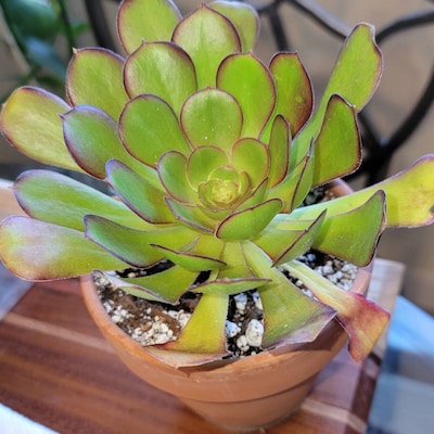 Ogre Ears Shrek ET Jade Plant Succulent Huge 5 With Branches Cuttings ...