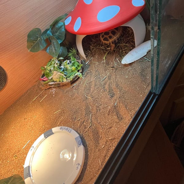TORTOISE Log Cabin Reptile Hide, Whimsical Vivarium Accessory for Pet ...