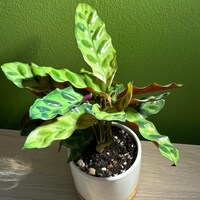 Mixed Alpine Plants Vibrant Garden Perennial Large Flowering Rockery ...