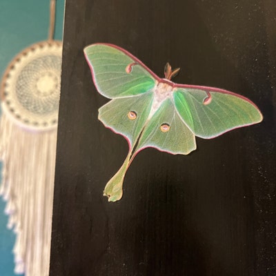 ONE Large Monarch Butterfly Migration Stickers Wall Art Decor for ...