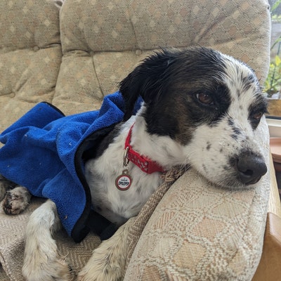 Flag of Sweden Pet Tag Swedish Flag ID Tags Custom Dog Cat Tags FREE ...