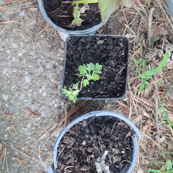 Agastache 'black Adder' (mexican Hyssop) - 3 Well Rooted Starter Plants ...