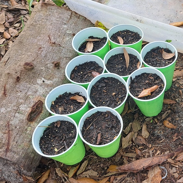 20 Heirloom Seeds ficus Auriculata Elephant Ear Fig Tree Seeds ...