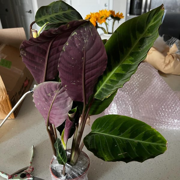 Tradescantia Bubblegum Nanouk Plant - 4 Inch Pot - Optional Decorative ...