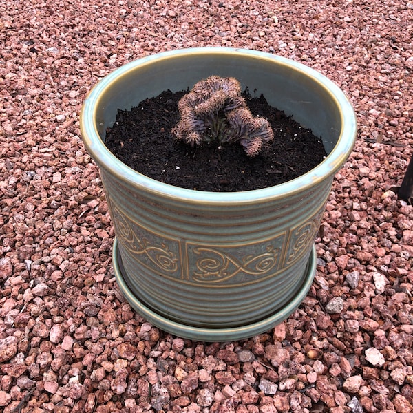 Dinosaur Back (myrtillocactus Geometrizans F. Cristata), Crested Cactus ...