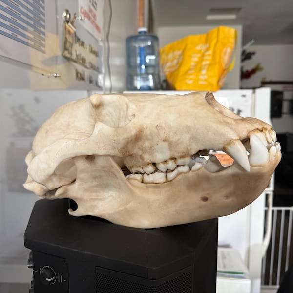 Grizzly Bear Skull - Full Sized Large Replica Skull - FREE World Wide ...
