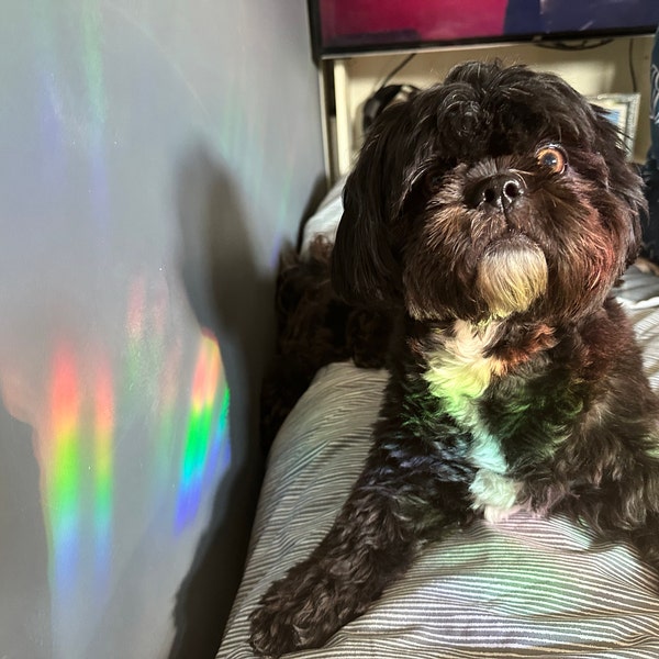 Funky Cute Aesthetic Room Decor Pastel Still Life Print, Kitsch Room ...