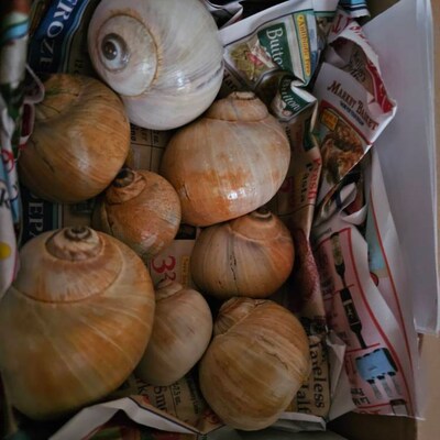 COLORFUL FLORIDA SEASHELL Mix, 30 Piece Variety Shell Pack for Gifts ...