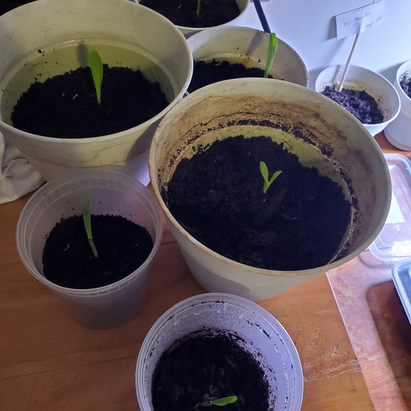 Atkinson Tomato Seed Tomatoes Garden Seeds Loves Humid Weather 0.25gr ...
