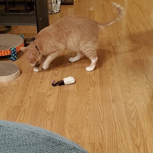 Three Candy-coated Popcorn Cat Toys Filled With Organic Catnip - Etsy