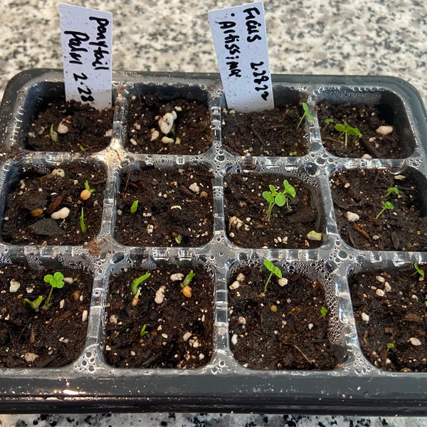 Ficus Altissima ‘lofty Fig’ or 'council Tree' Seeds (exotic Tropical ...