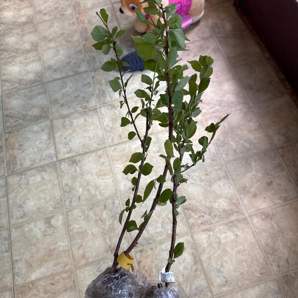 1 Jewel Black Raspberry Plant. Midseason. Zones 4-8. Live Rooted ...