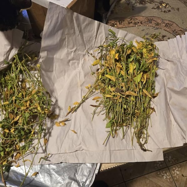 Atiponla -tostón-punarnava Boerhavia Diffusa Attacks Riches- Prosperity ...