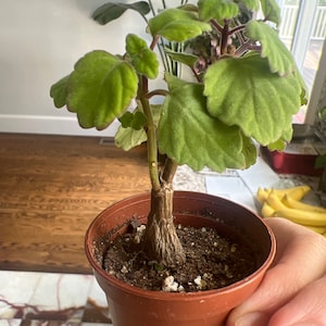 Bonsai Mint plectranthus Ernstii Caudex - Etsy