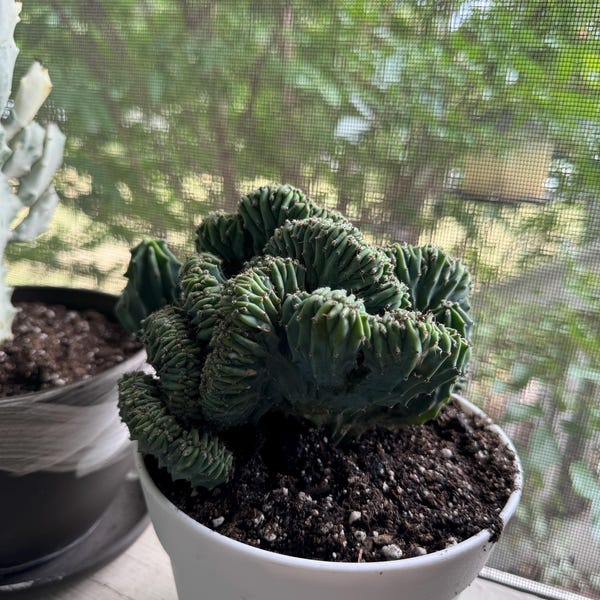 Crested Blue Candle Cactus: Myrtillocactus Geometrizans Cristata - Etsy