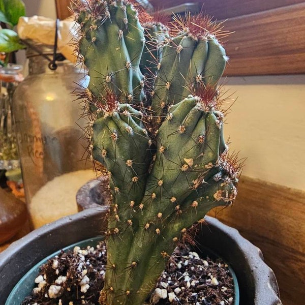 Fire Stick Cactus | 6 Inch | Sticks on Fire Cactus | Tirucalli | Live ...