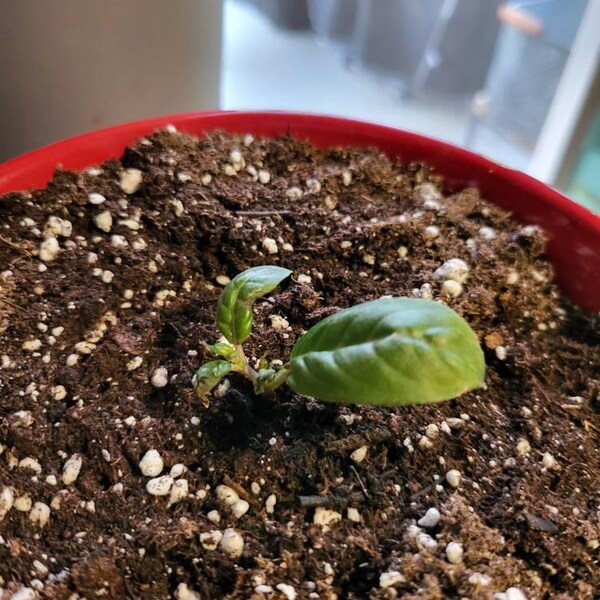 Blushing Lilac Cuttings 'krasavitsa Moskvy' Live Plant Cutting No Roots ...