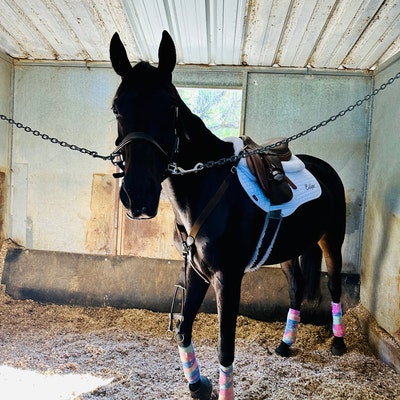 Cheetah Polo Wraps Horse Polo Wraps Black Polo Wraps Set of - Etsy