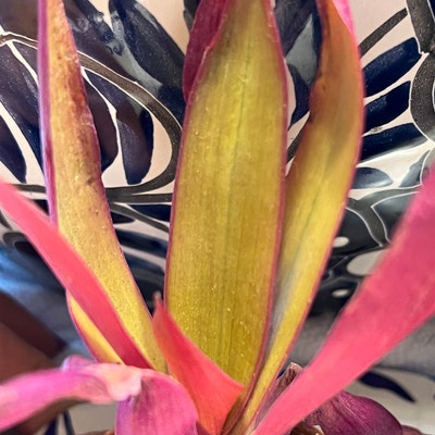 Rhoeo 'sitara's Gold' tradescantia Spathacea - Etsy