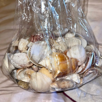 Beach Shells, Beach Seashells, Beach Shell Decor, Craft Shells, Craft ...