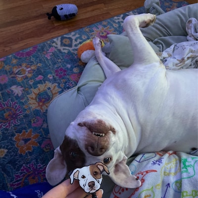 Red Panda Magnet: Gift for Red Panda Lovers Chinese Animal Cute Animal ...