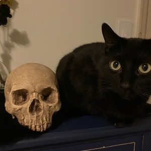 HUMAN SKULL REPLICA natural Full Size Realistic Replica Made - Etsy