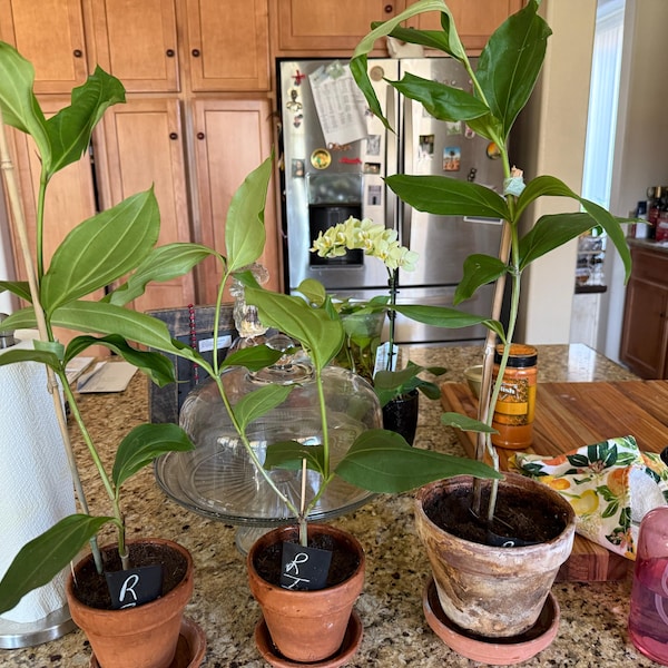 EBONY Firecrepe Crape Myrtle Starter Lagerstroemia Well Rooted starter ...