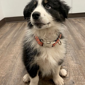 Banjo Dog Collar, Harness or Leash With Personalized Engraved Buckle ...