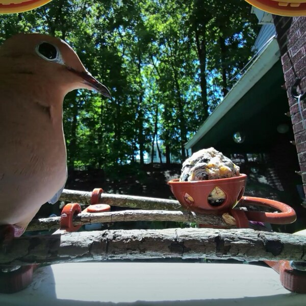 Bird Buddy Accessory Extender - Etsy