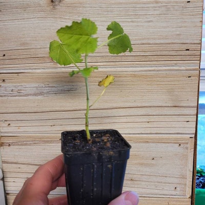 Pokeweed phytolacca Americana Seeds - Etsy