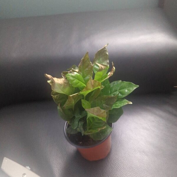 Sugar Loaf Mango Tree. Grafted in 3 Gallons Pot, No Ship to HI - Etsy