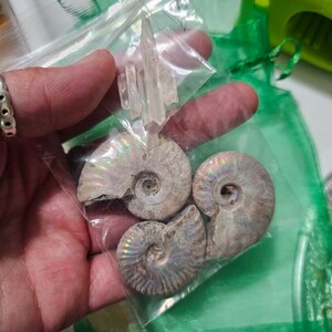 Opalized Ammonite / Fire Ammonite / Ammonite Specimen / Polished ...