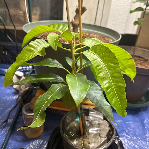 Carrie Mango Tree - 1 Plant - 1 Feet Tall -grafted - Ship in 6" Pot - Etsy