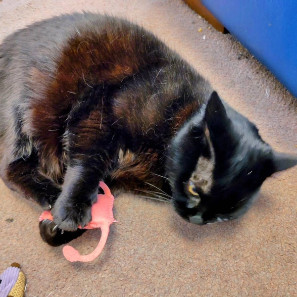 Big Bat Halloween Catnip Cat Toys, Gifts for Cat Lovers, Spooky Pet ...