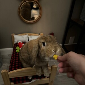 Bunny Waffle Treat All Natural Banana Treat for Rabbits, Guinea Pigs ...