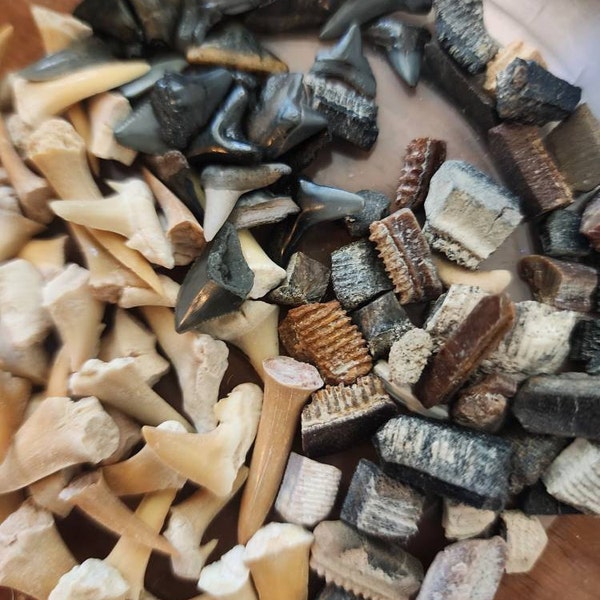 4 Inch Wood Stand for Abalone Shells, Gemstones, or Other Items ...