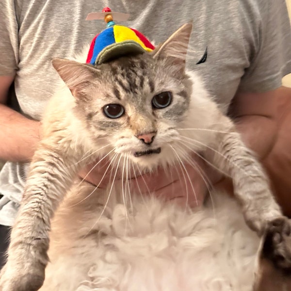 Cat Propeller Hat – Colorful Pet Costume, Photo Prop - Etsy