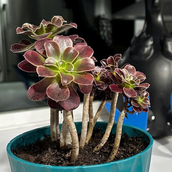 Adromischus Marianiae Little Spheroid Korean Import - Etsy