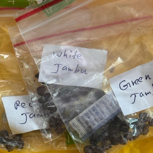 5+ Red Kapulasan Pulasan|nephelium Mutabile Seeds Type of Rambutan - Etsy