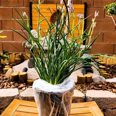 Anigozanthos 'BUSH RANGER' dwarf Red Kangaroo Paw - Etsy