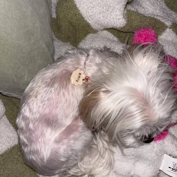 Checkered Pet Tag, Green and White Dog Tag, Custom Pet Tag, Clay Tag ...