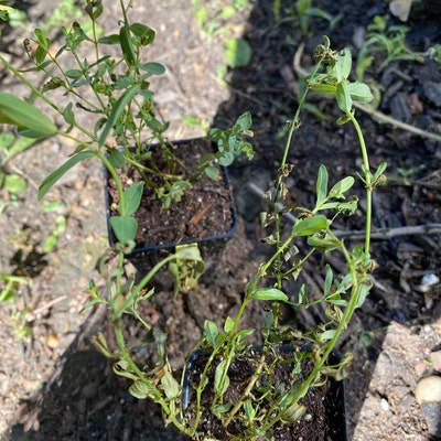 Pokeweed phytolacca Americana Seeds - Etsy