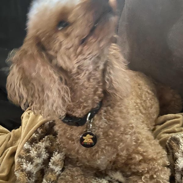 Cavapoo Christmas Ornament – Black & White Cavapoo Personalized Dog ...