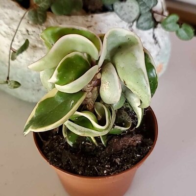 Variegated Hoya Compacta Variegated Hindu Rope Hoya Regalis 3 Tropical ...
