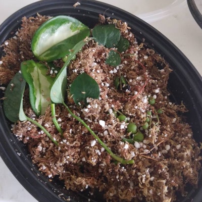 Plant Care Journal Digital Download Houseplant Care Notebook Planner ...