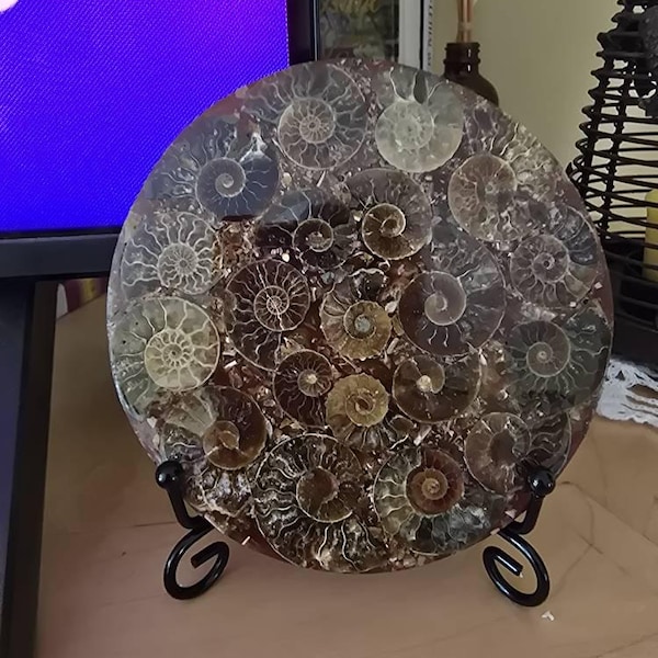 100G+ Natural Ammonite Fossil Shell Plate Disk +free Stand，conch，home ...